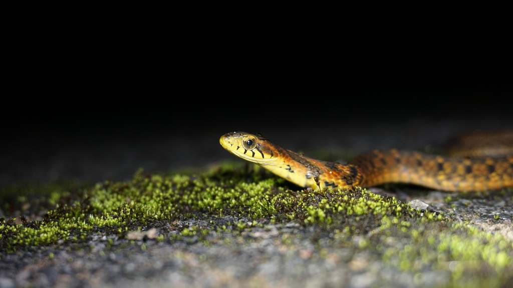 Big-eyed Bamboo Snake in June 2019 by Yinpeng Zhang · iNaturalist