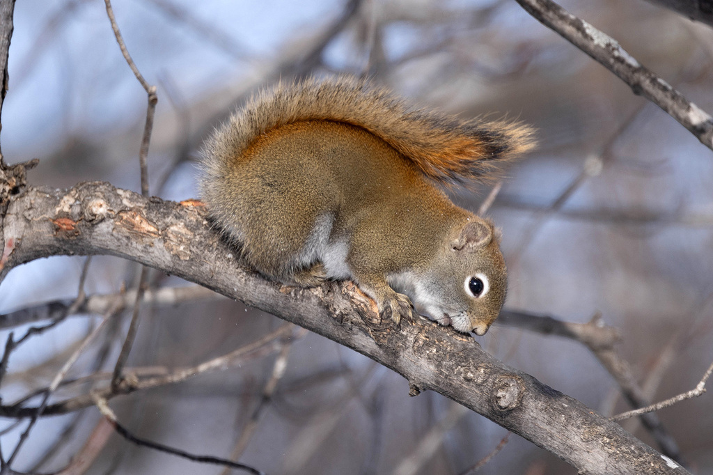 American Red Squirrel from St Louis County, MN, USA on January 14, 2024 ...