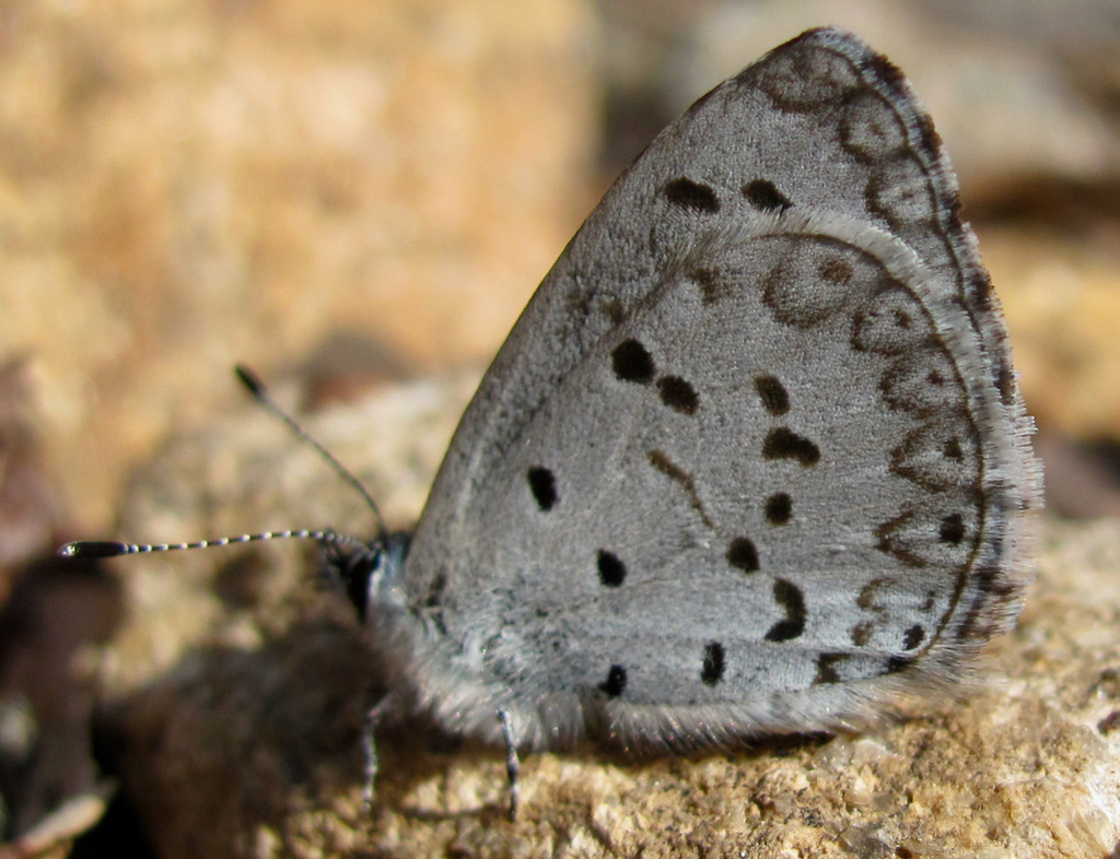 Summer Azure from Madison County, VA, USA on April 4, 2011 at 03:03 PM ...