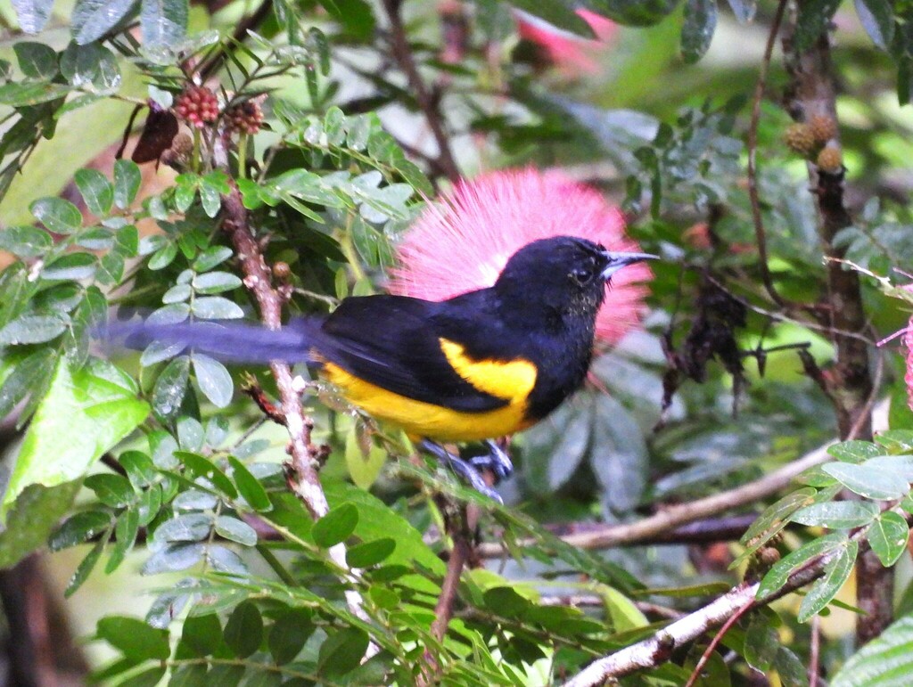 Black-cowled Oriole from Mollejon Road, San Ignacio, Belize on January ...