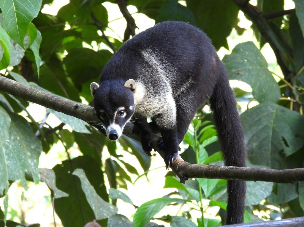 White-nosed Coati from Mollejon Road, San Ignacio, Belize on January 22 ...