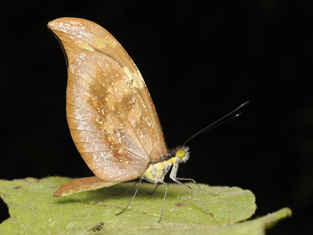 Hispaniolan Mimic-White in January 2024 by Judá Isaí Martínez Uribe ...