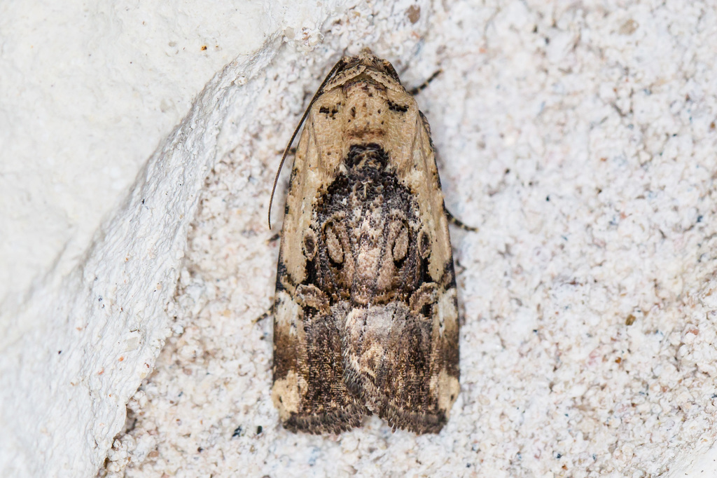 Chalcedony Midget (Lee County SC Moths) · iNaturalist