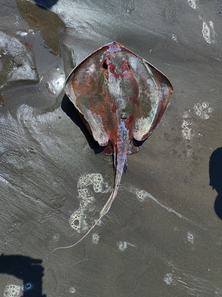 Diamond Stingray from Perú on January 28, 2024 at 11:12 AM by Roger G ...