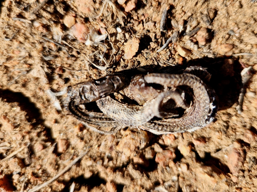 Colubrine Snakes from Santa Fe, NM, USA on January 28, 2024 at 01:23 PM ...