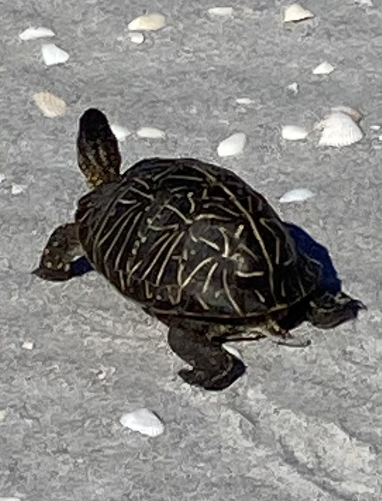 Florida Box Turtle from Florida State Parks, Englewood, FL, US on ...