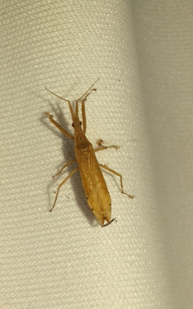 Pnirontis from Santa Lucía Cotzulmalguapa, Guatemala on January 28 ...