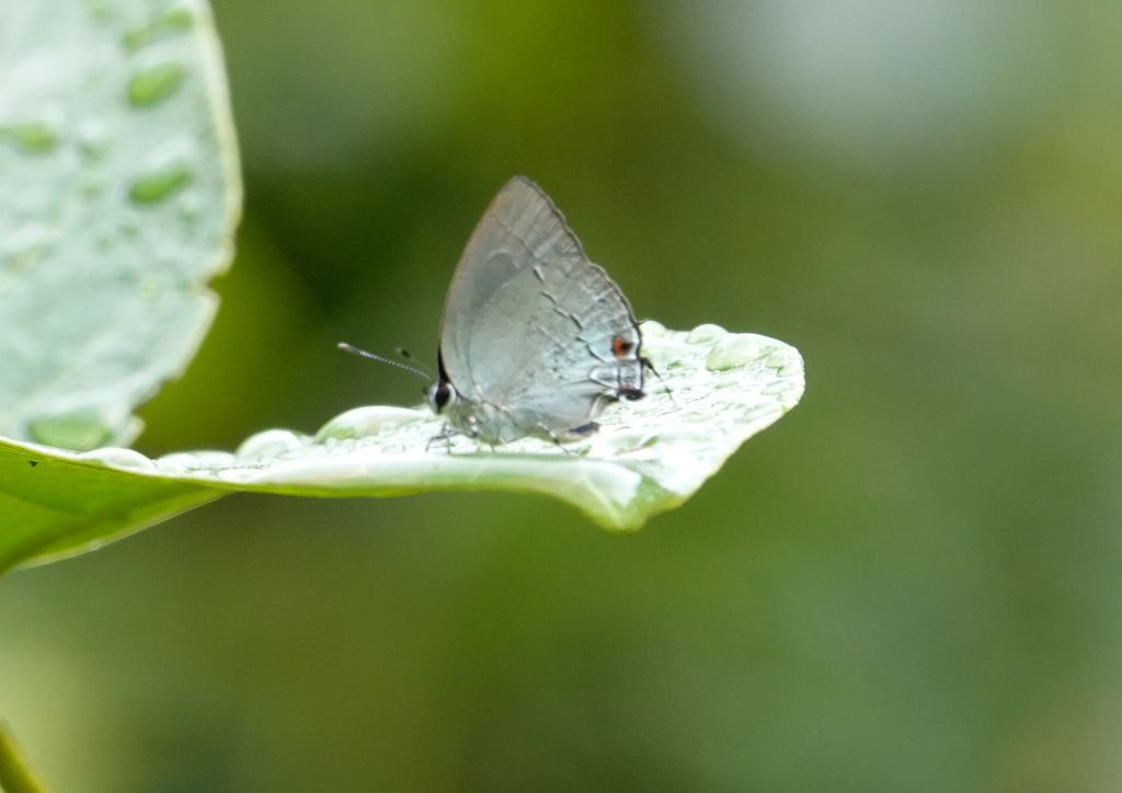 Theclopsis lydus from Surama on January 20, 2024 at 08:07 AM by Paul ...
