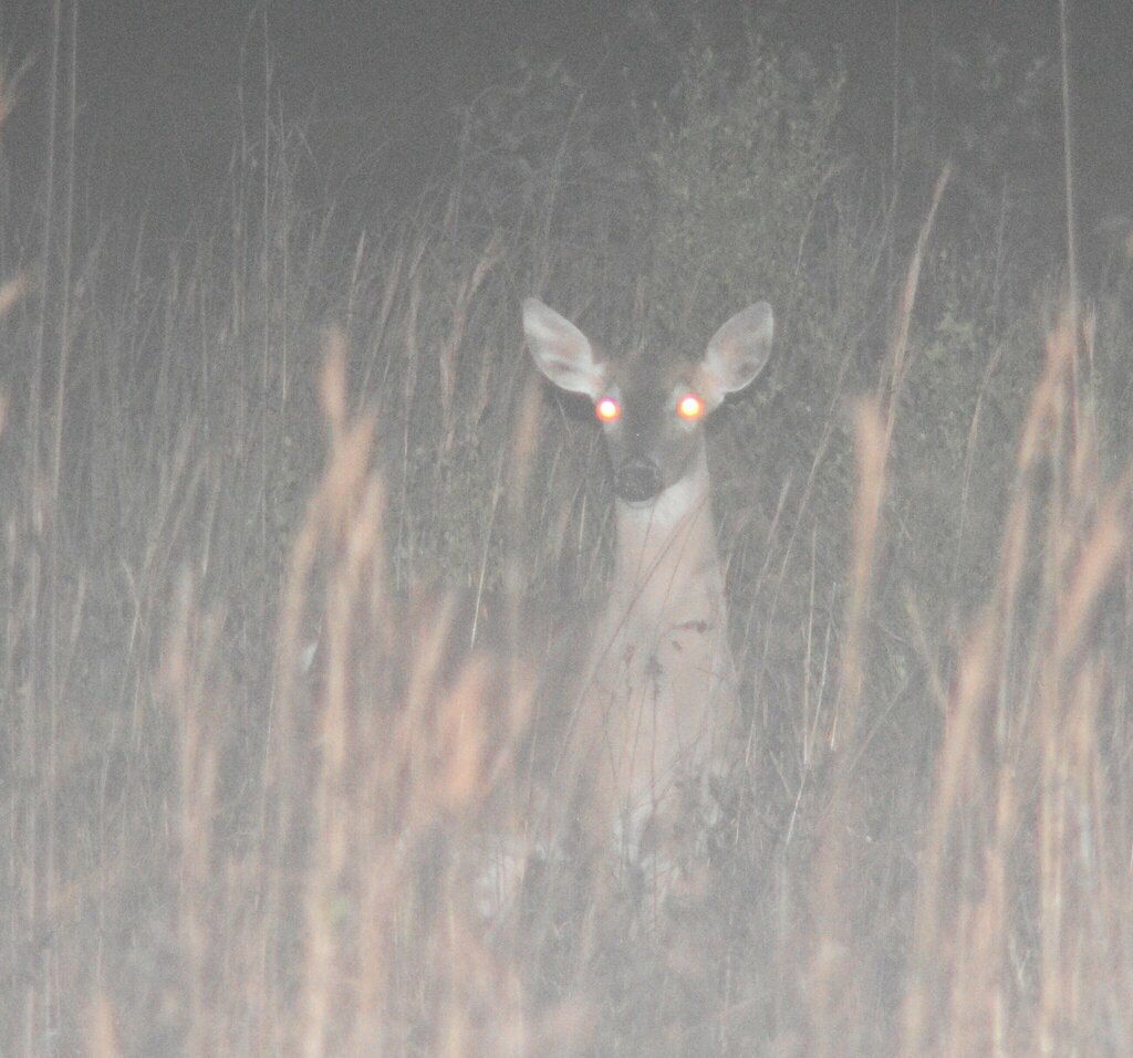 White-tailed Deer from Miami-Dade County, FL, USA on January 27, 2024 ...