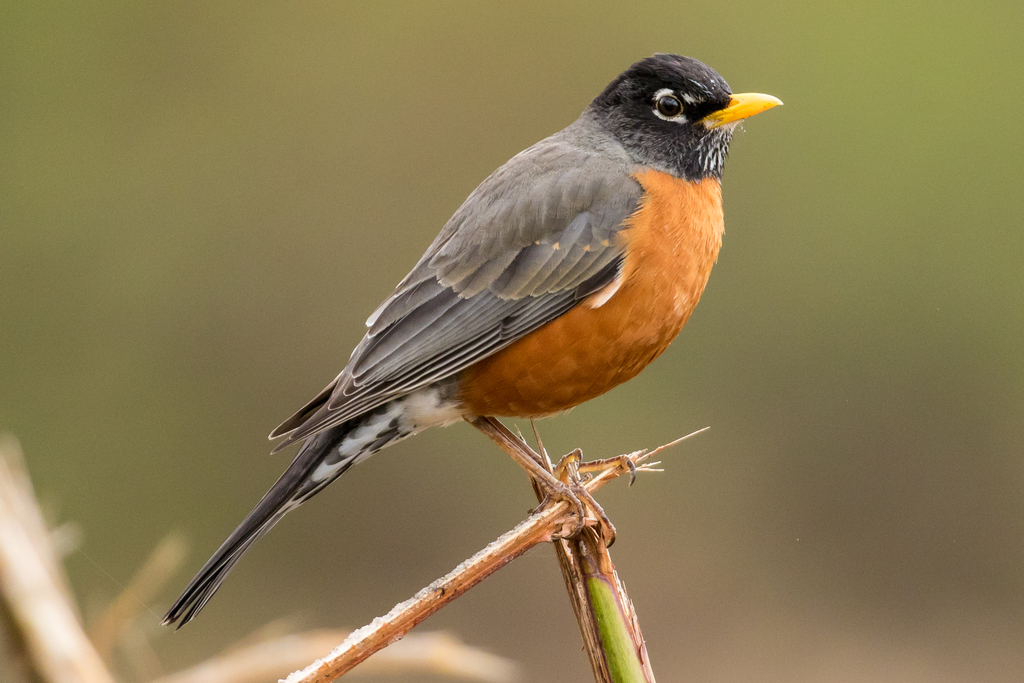 American Robin (Birds of the Fort Worth Botanic Garden) · iNaturalist
