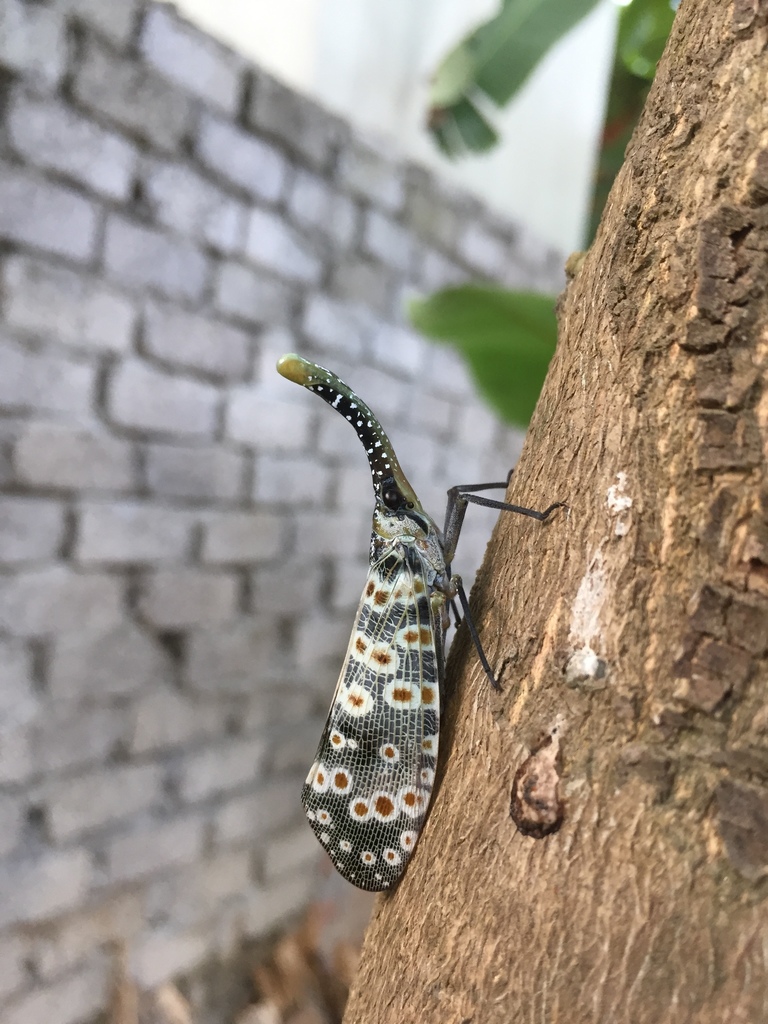 Pyrops lathburii (Asian Lanternflies: the genus Pyrops) · iNaturalist