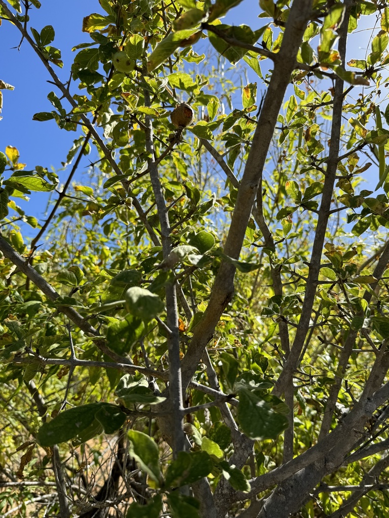 Randia capitata from La Paz, B.C.S., MX on January 27, 2024 at 12:07 PM ...