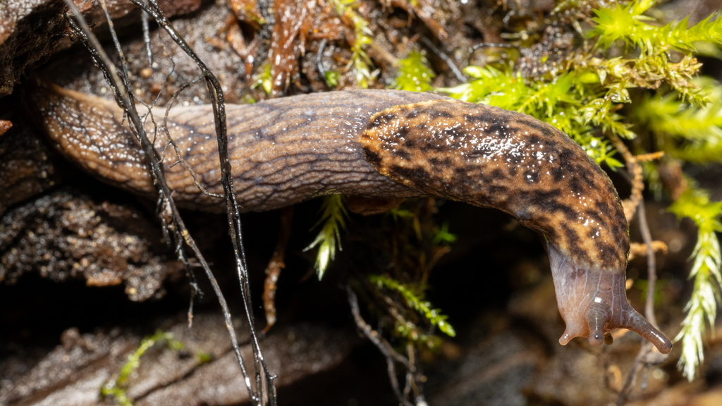 Reticulate Taildropper from Smith & Bybee Wetlands, Portland, OR, USA ...