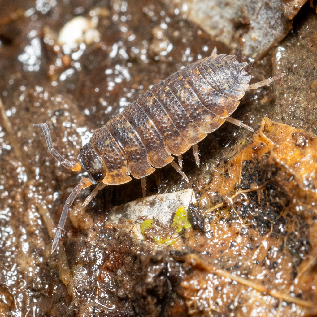 Common Rough Woodlouse from Smith & Bybee Wetlands, Portland, OR, USA ...