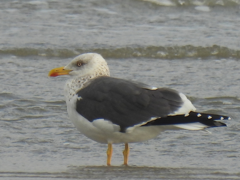 Lesser Black-backed Gull from East End Lagoon Nature Preserve, Boddeker ...