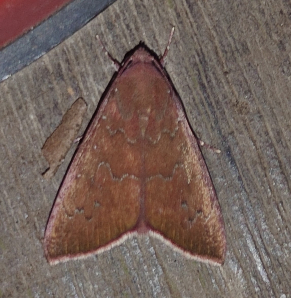 Okra Leafworm Moth from 855V+76M, Puntarenas Province, Monteverde ...