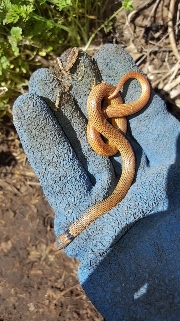 Great Plains Ground Snake in March 2019 by Kory Roberts. Now classified ...