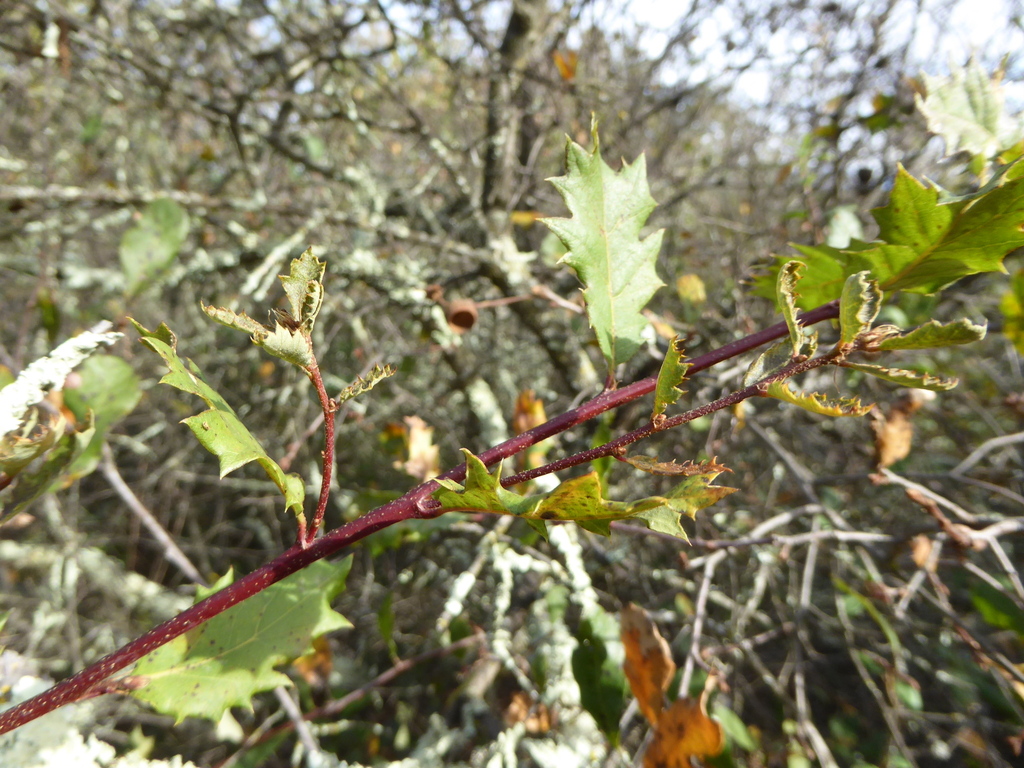 Nuttall's scrub oak in January 2024 by hikingsandiego · iNaturalist