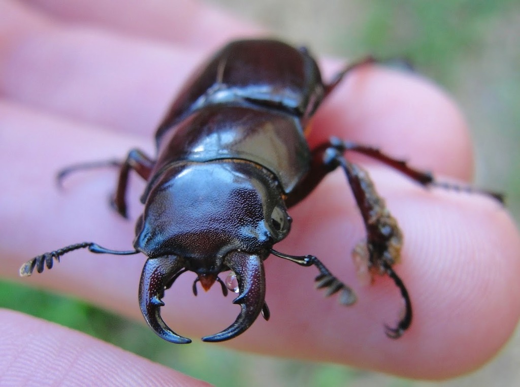 Reddish-brown Stag Beetle from West Babylon, NY, USA on June 27, 2012 ...