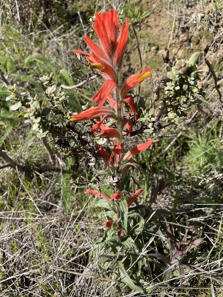 Longleaf paintbrush from Marin Headlands, Sausalito, CA, US on January ...
