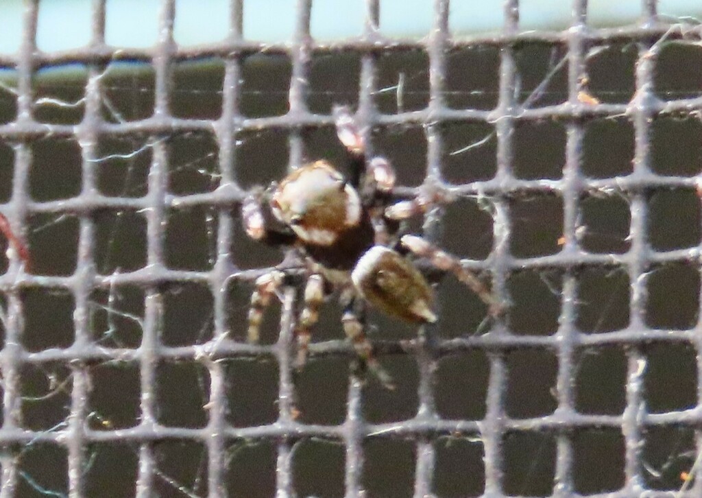 White Garland House Hopper from Coomba Park NSW 2428, Australia on ...