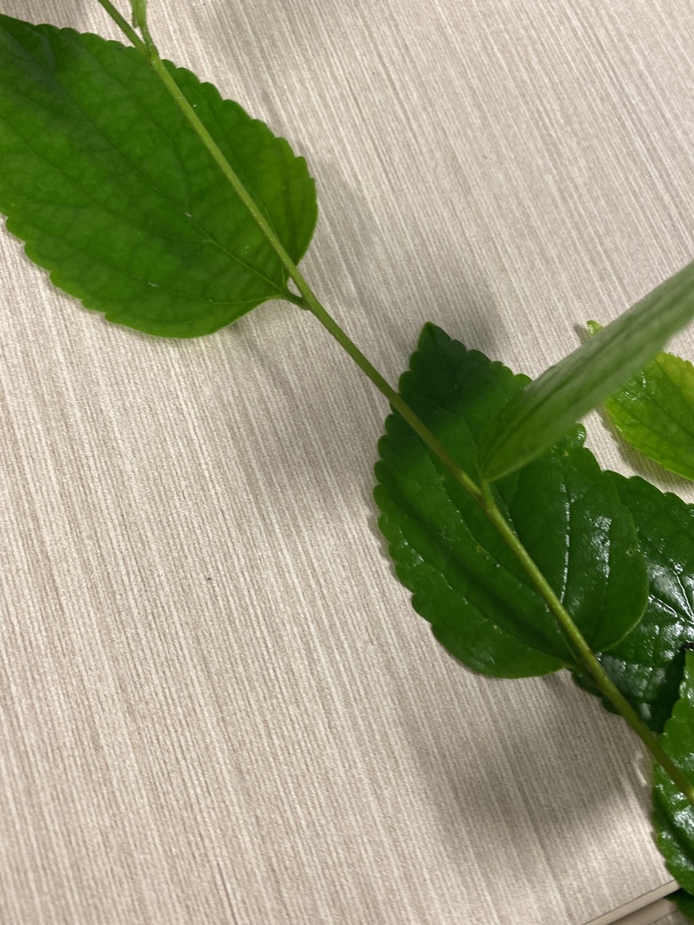 Chinese Hackberry from TAFE Queensland, Burnside, QLD, AU on January 29 ...