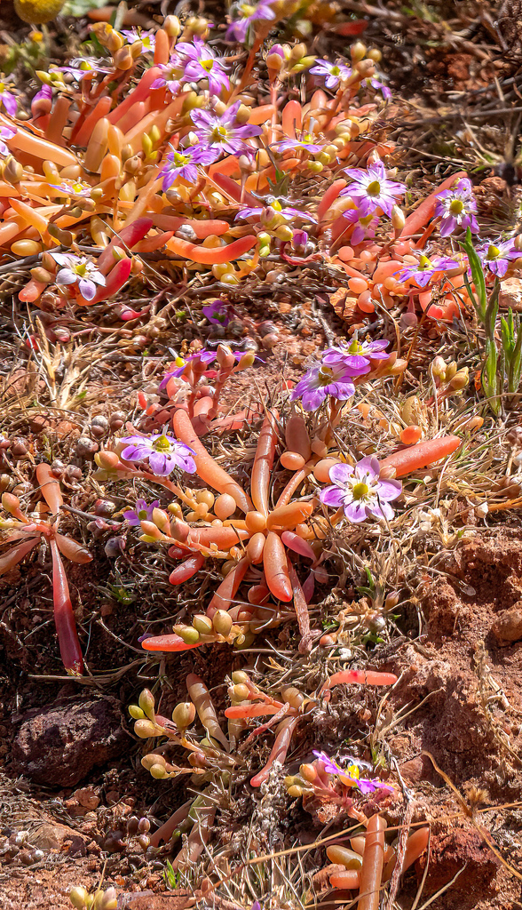 Calandrinia creethae from Meekatharra WA 6642, Australia on August 10 ...