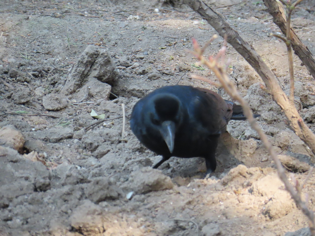 Large-billed Crow from 景山公园, 北京市, CN on January 29, 2024 at 01:05 PM by ...