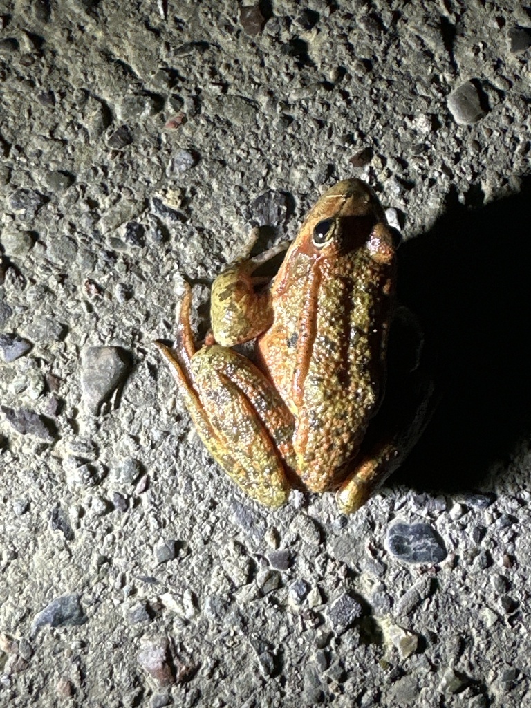 California Red-legged Frog in January 2024 by bbullick · iNaturalist