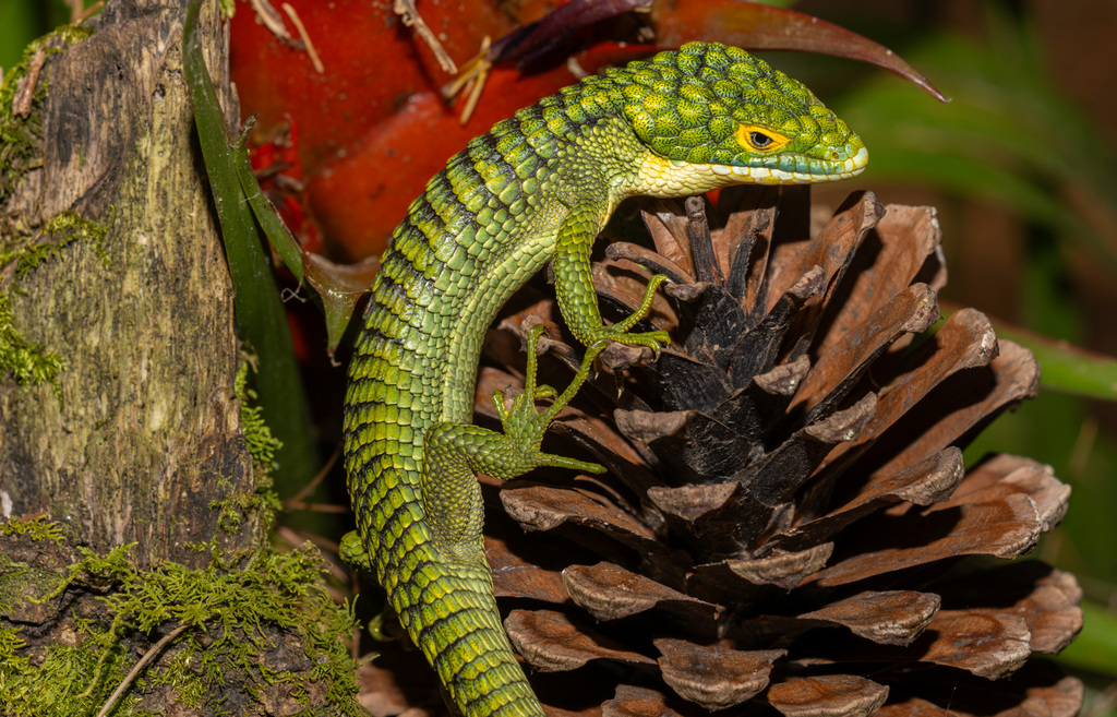 Terrestrial Arboreal Alligator Lizard in January 2024 by benmun89 ...