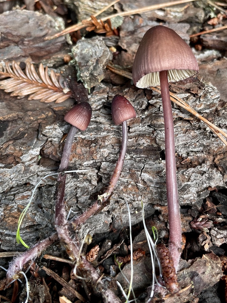 purple-edge bonnet from Joaquin Miller Park, Oakland, CA, US on January ...