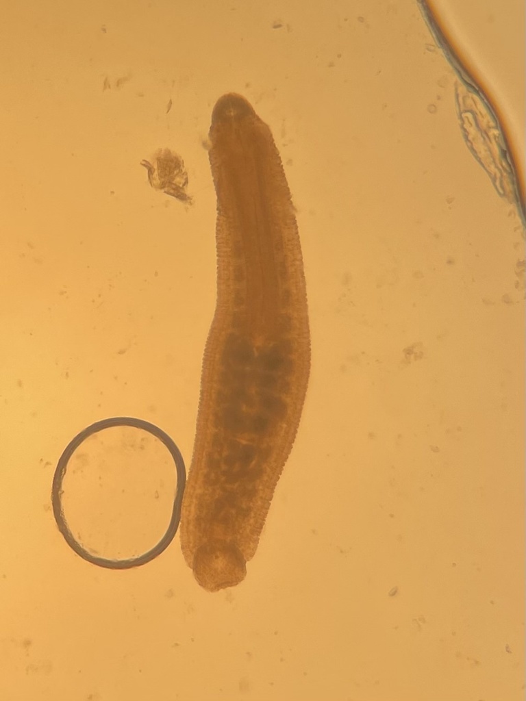 Mooreobdella tetragon from Christmas, FL, US on April 27, 2023 at 10:31 ...