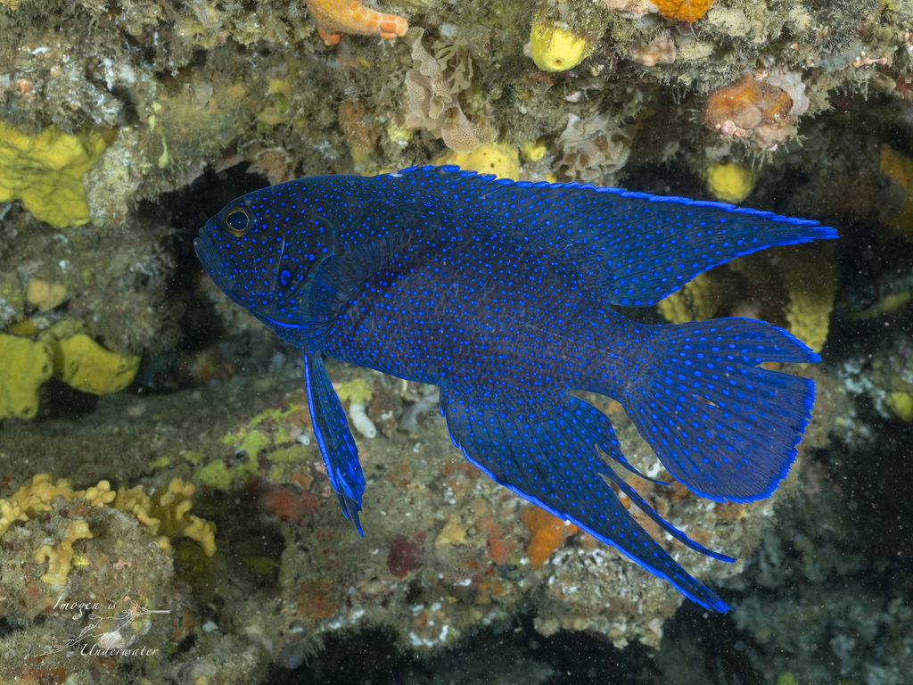 Southern Blue Devil from Tom's Reef on January 25, 2024 at 09:35 AM by ...