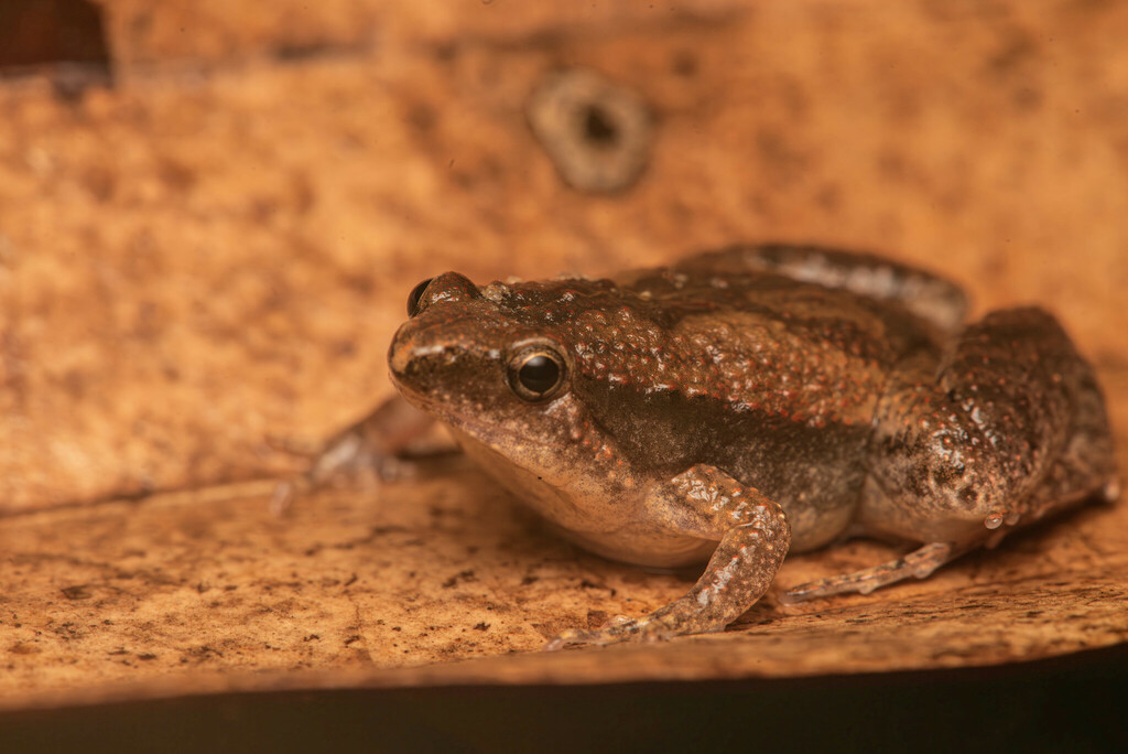 Tubercled Pygmy Frog in January 2024 by Bob Zakaria · iNaturalist