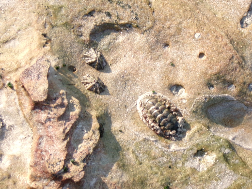 Animals from Broome WA, Australia on October 1, 2023 at 04:07 PM by sea ...