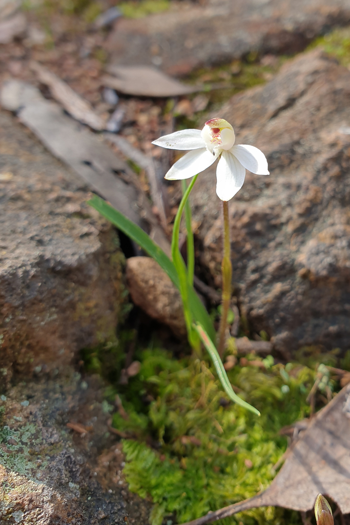 Pink Lady Fingers from Chiltern VIC 3683, Australia on August 26, 2023 ...