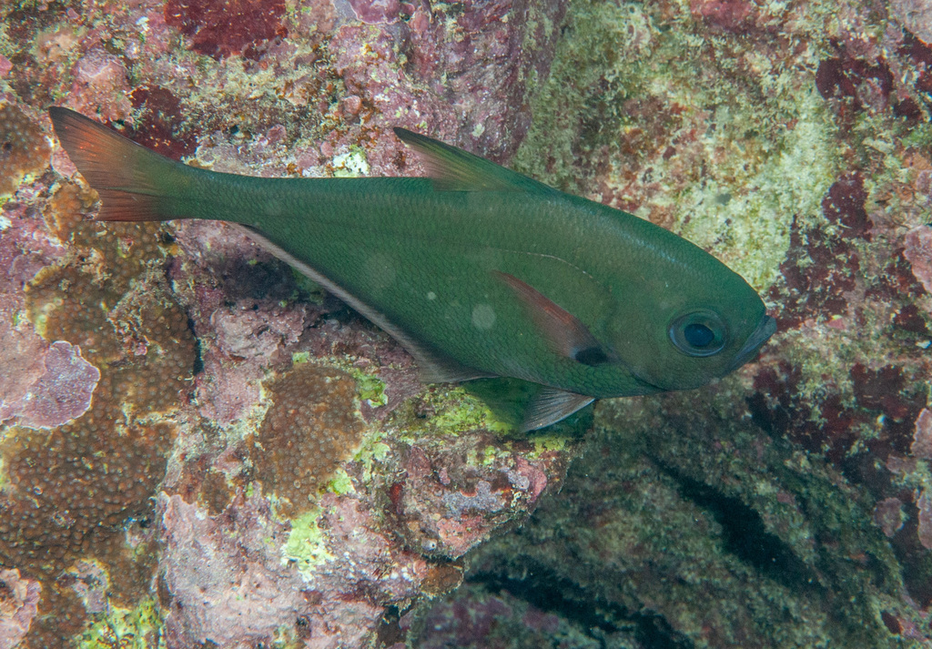 Copper Sweeper from "Flying Fish Cove, Christmas Island" on May 17 ...