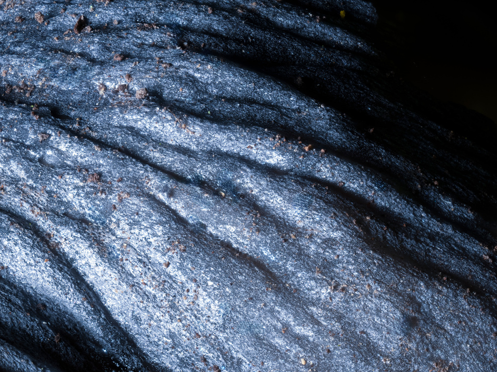 Midnight Entoloma from XPHH+6M Pinole Valley Park Trails, Pinole, CA ...