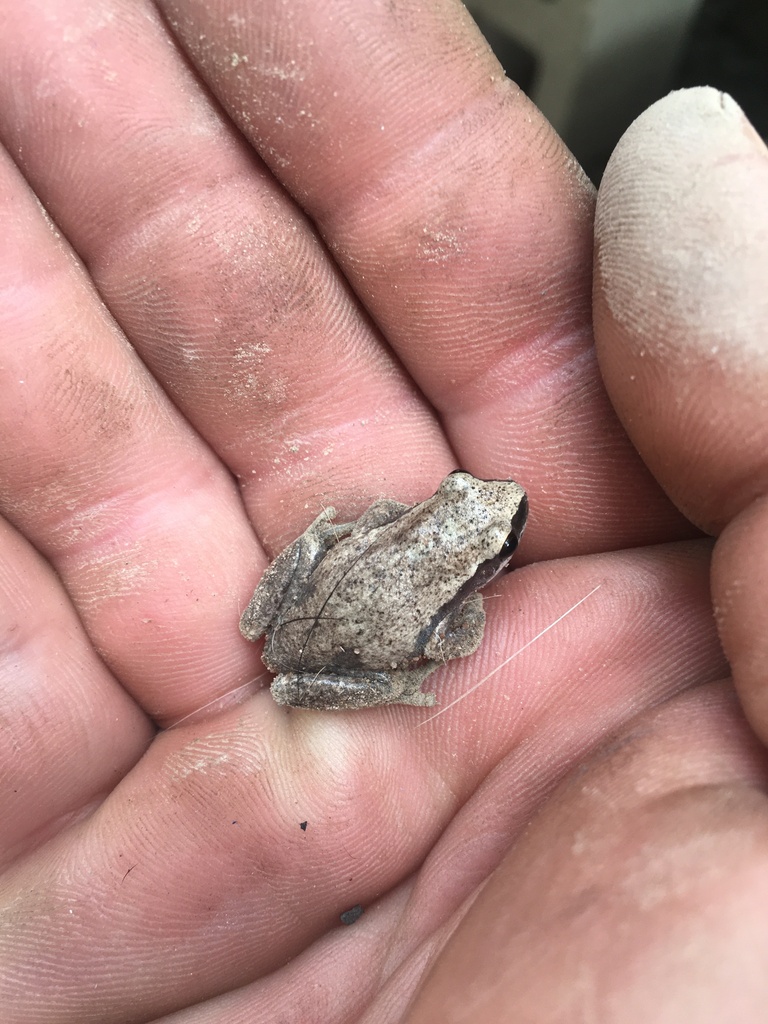 Desert Tree Frog from Wieambilla, QLD, AU on January 27, 2024 at 01:33 ...