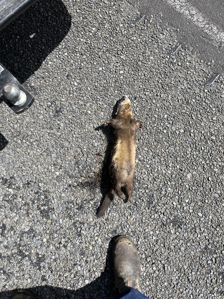 Domestic Ferret from Te Ika-a-Māui/North Island, Waikanae, Wellington ...