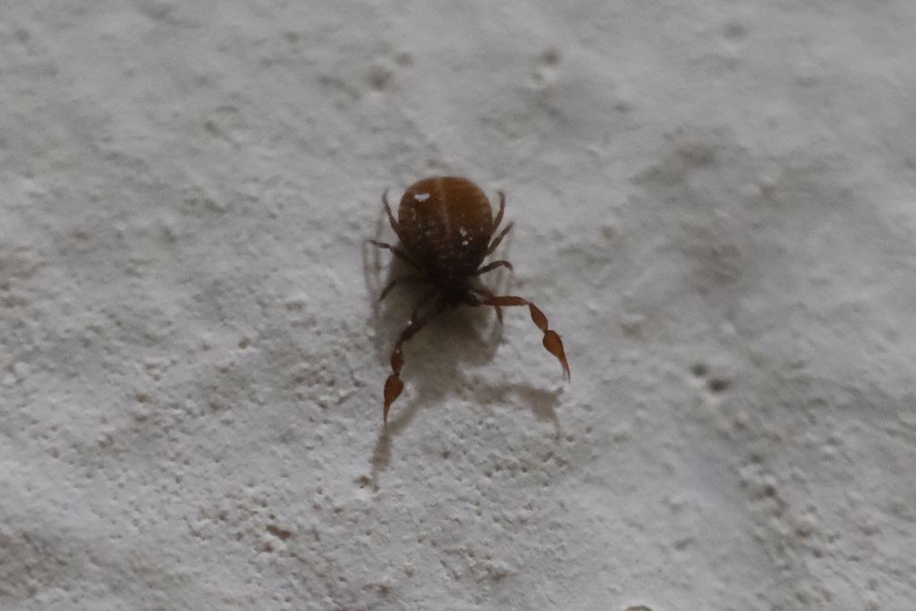 book scorpion from Drimvargie Ter, Oban, Scotland, GB on August 26 ...