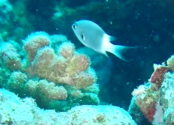 Bicolor Chromis from Kuria Island, Kiribati on January 26, 2024 at 12: ...