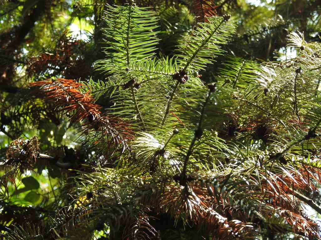 China-fir (Cunninghamia lanceolata) - Botanical Realm