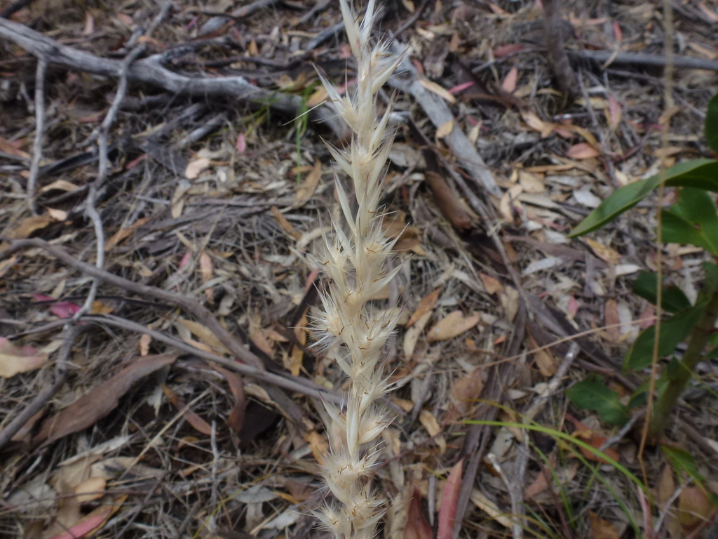 Common Wallaby-grass from Randell Reserve Middle, Mitcham, SA ...