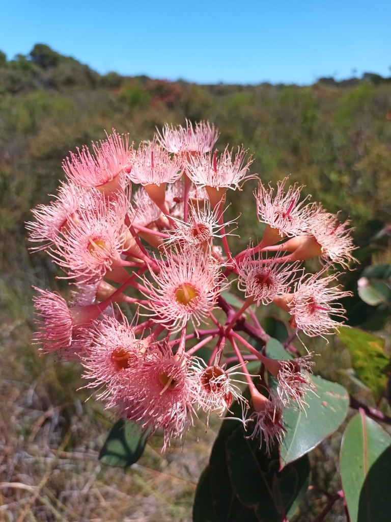 Hybrid Red Flowering Gum from Peaceful Bay WA 6333, Australia on ...