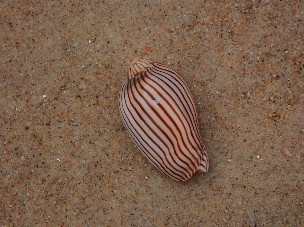 Zebra Volute from Bundagen NSW 2454, Australia on January 29, 2024 at ...