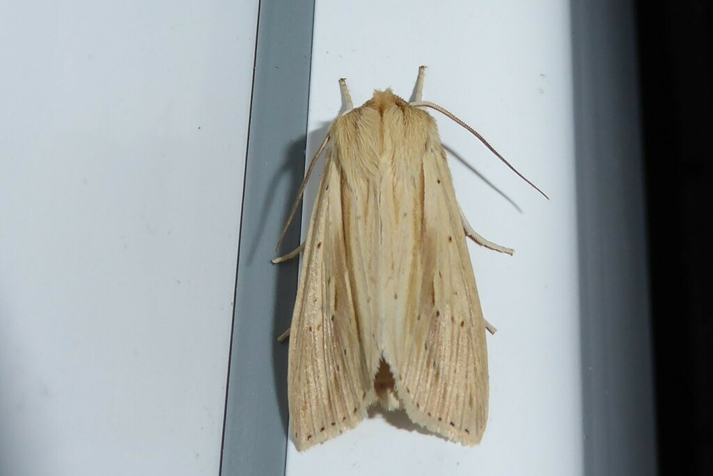 Common Dotted Wainscot from Waikouaiti, New Zealand on January 19, 2024 ...