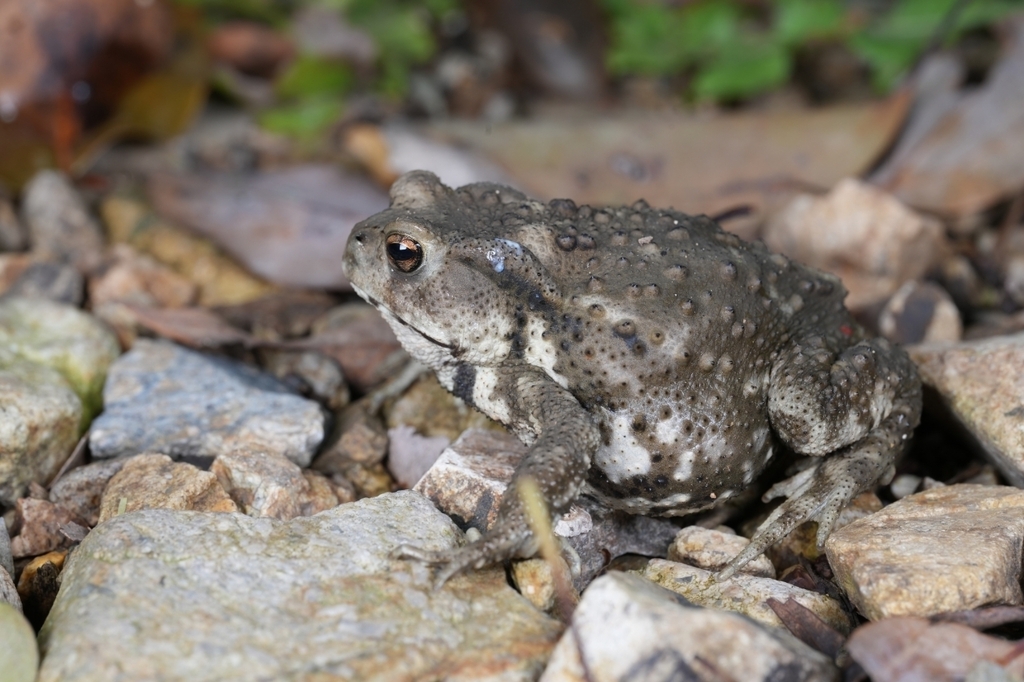 Asiatic Toad from 浙江省舟山市定海区马岙村 on April 16, 2023 at 08:13 AM by ...