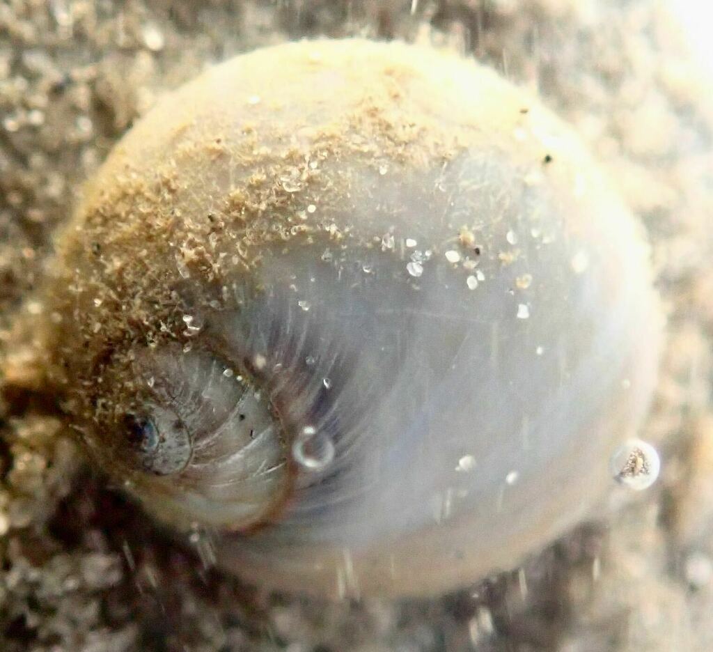 Leaden Sand Snail from Labrador Broadwater QLD, Australia on January 25 ...