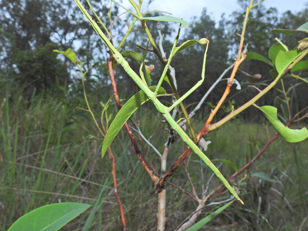 tessellated stick insect from Talegalla Weir QLD 4650, Australia on ...